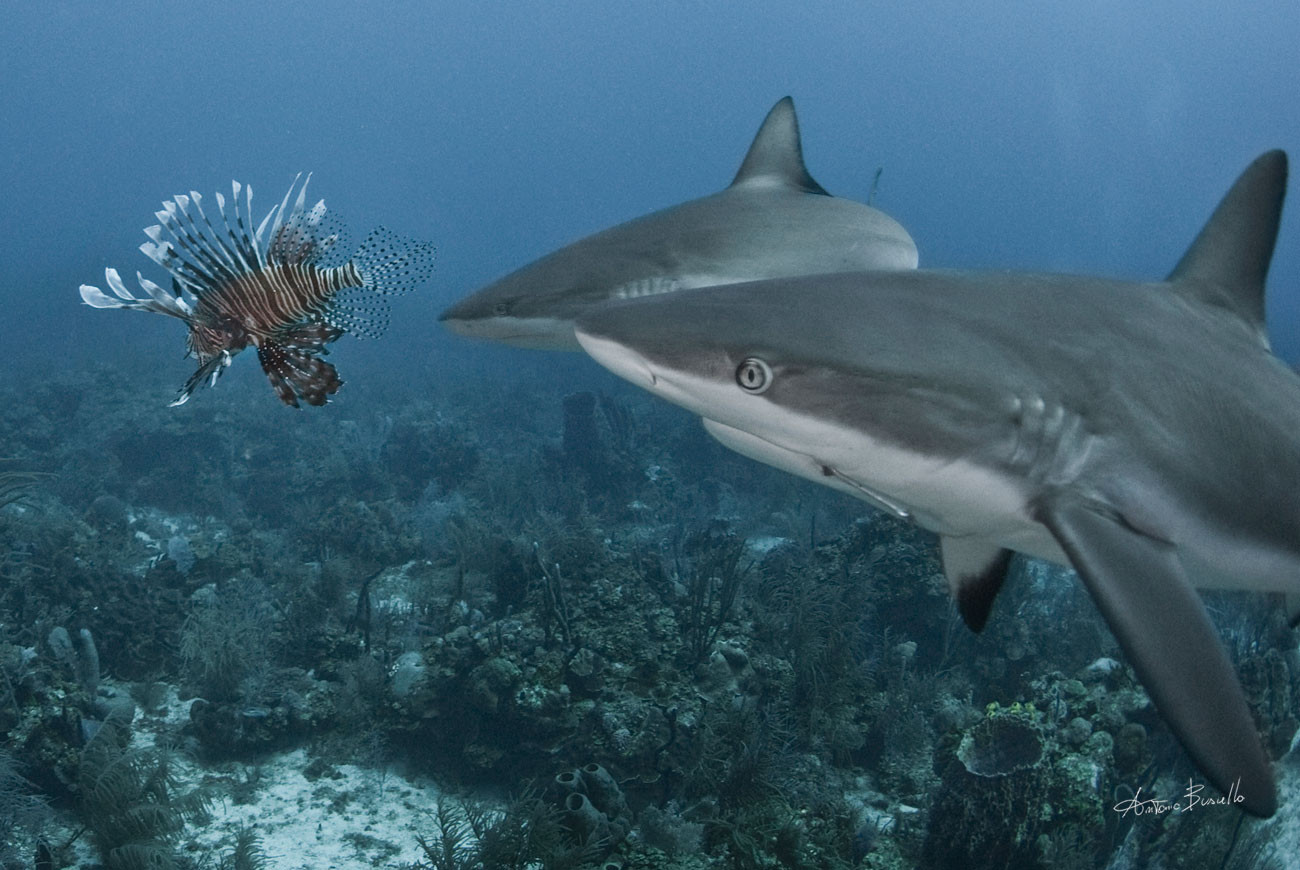 Lionfish: What They Are And Why You Should Care