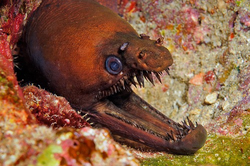5 Eels You Want To Stay In The Ocean! - Awesome Ocean