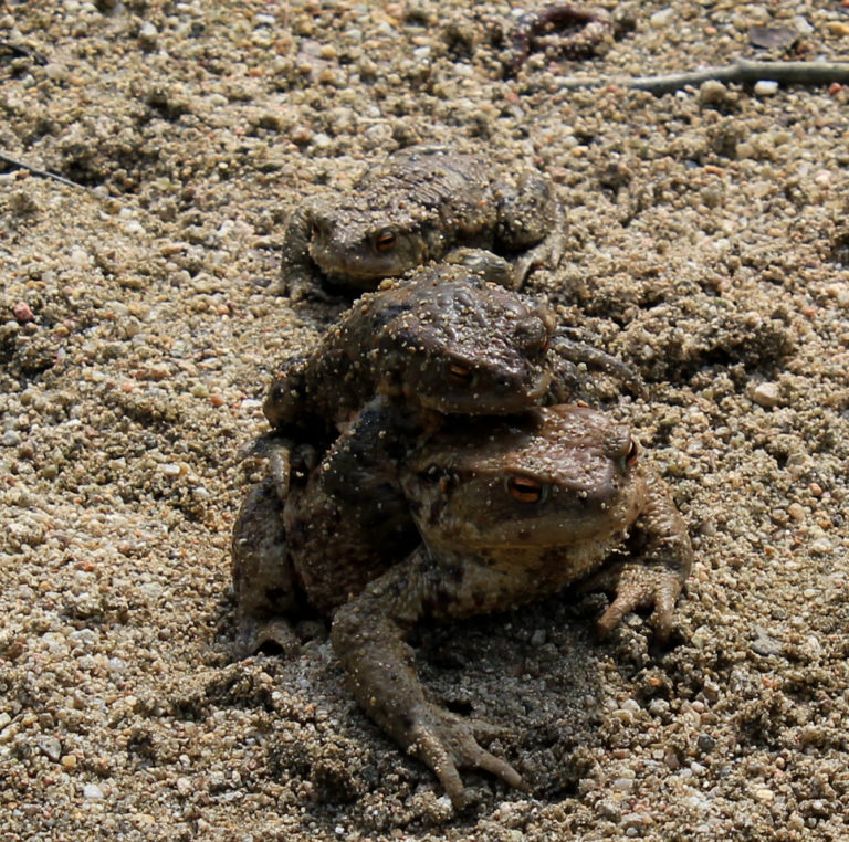 What Makes an Amphibian an Amphibian?