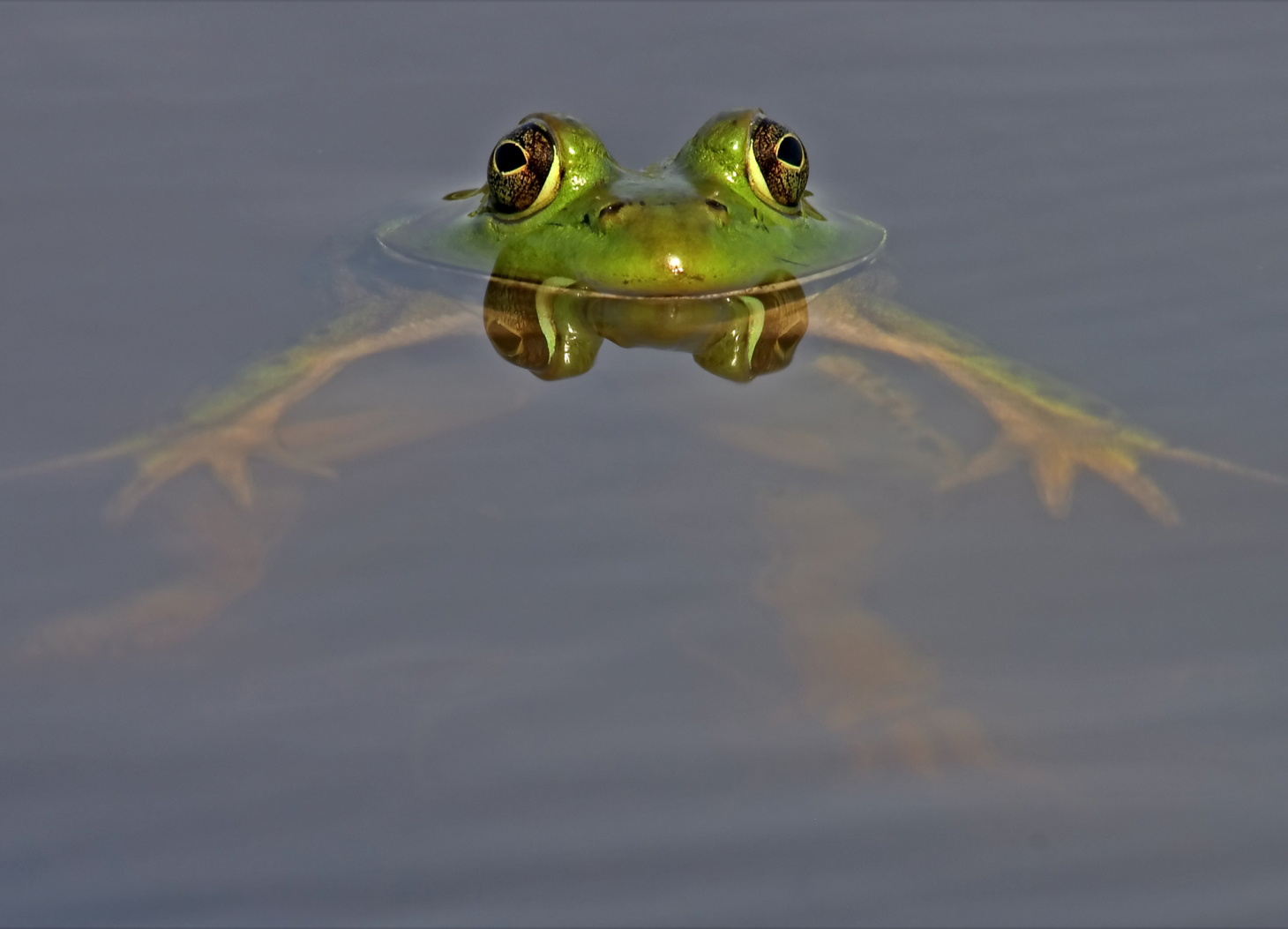What Makes an Amphibian an Amphibian?