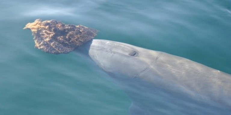 Why Dolphins Are the Most Intelligent Ocean Creature