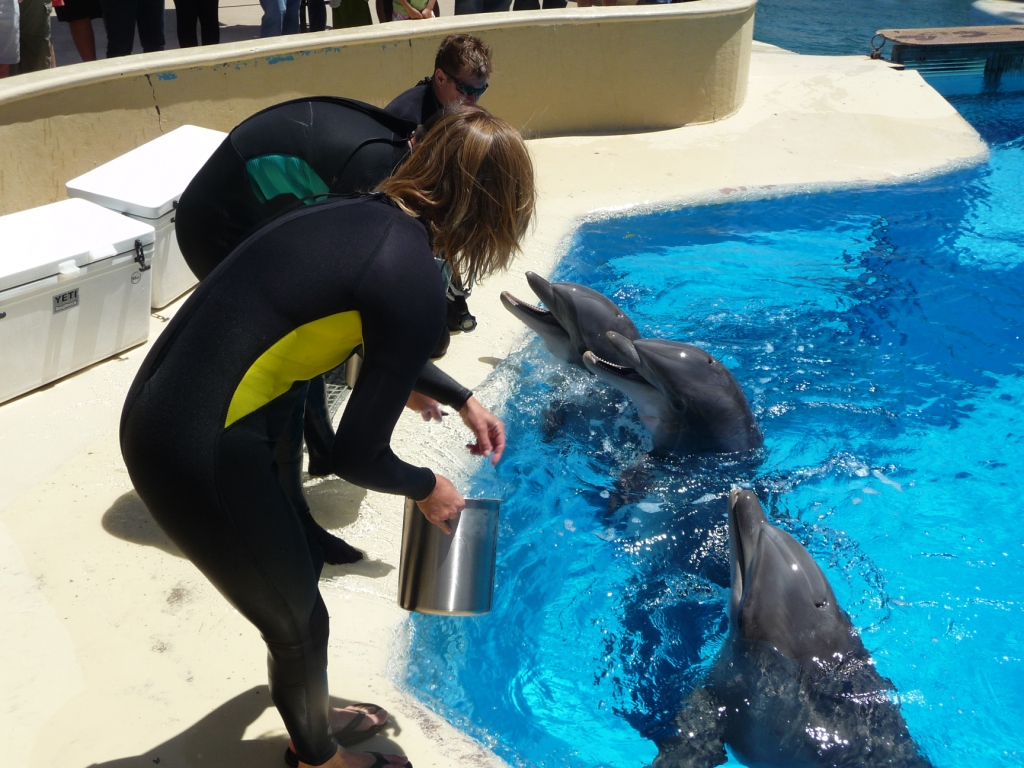 Why Dolphins Are the Most Intelligent Ocean Creature