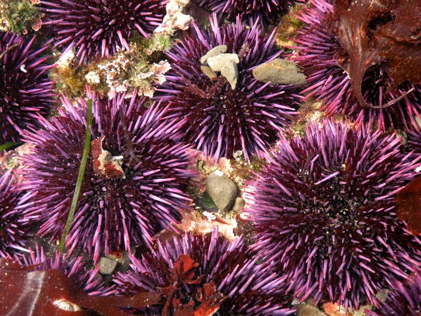 5 of the Coolest Tide Pool Creatures - Awesome Ocean