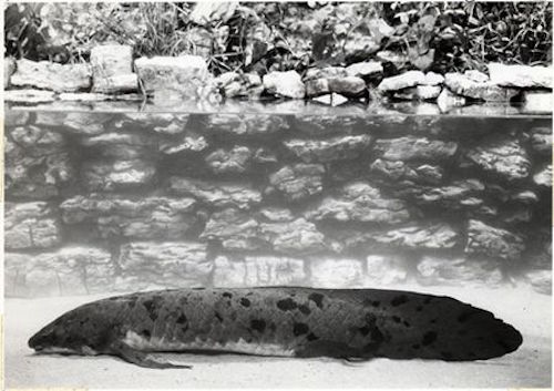 This Lungfish Is The World's Oldest Captive Fish
