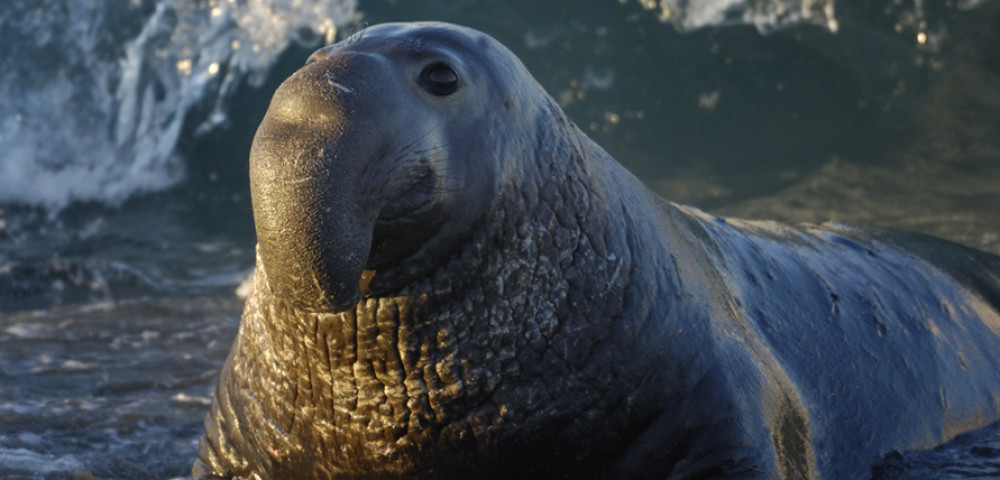 Elephant Seals Are Sneaky and Greedy and We Love Them - Awesome Ocean