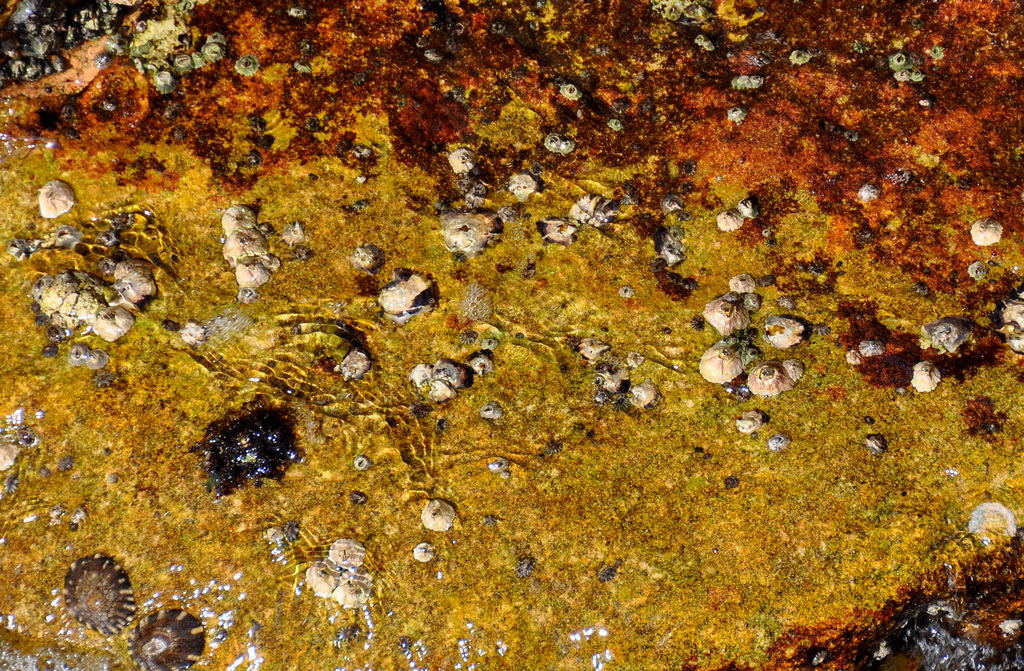 Coastal Fish Populations: The Need for the Benthic Ecosystem