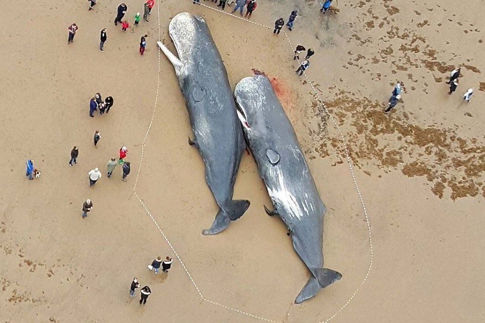 29 Whales Found Dead - And We Did It