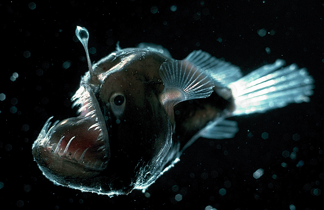 8 of the Coolest Inhabitants of the Mariana Trench