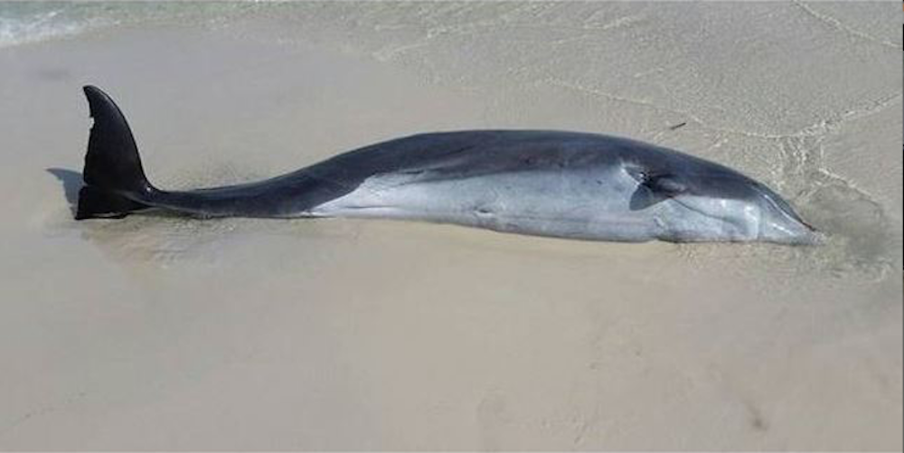 What We Can Learn from the Latest Dolphin Shooting