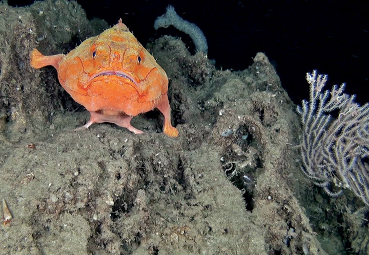 The Mountains of the Deep Sea