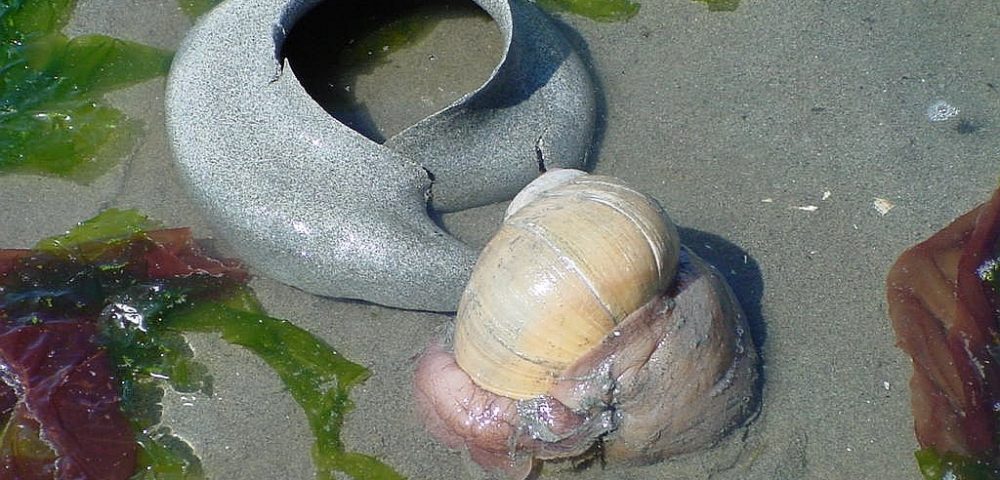 Aquatic Toilet Plungers to Invade Northwest Coast