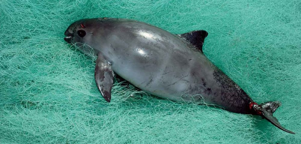 The Plight of the Vaquita