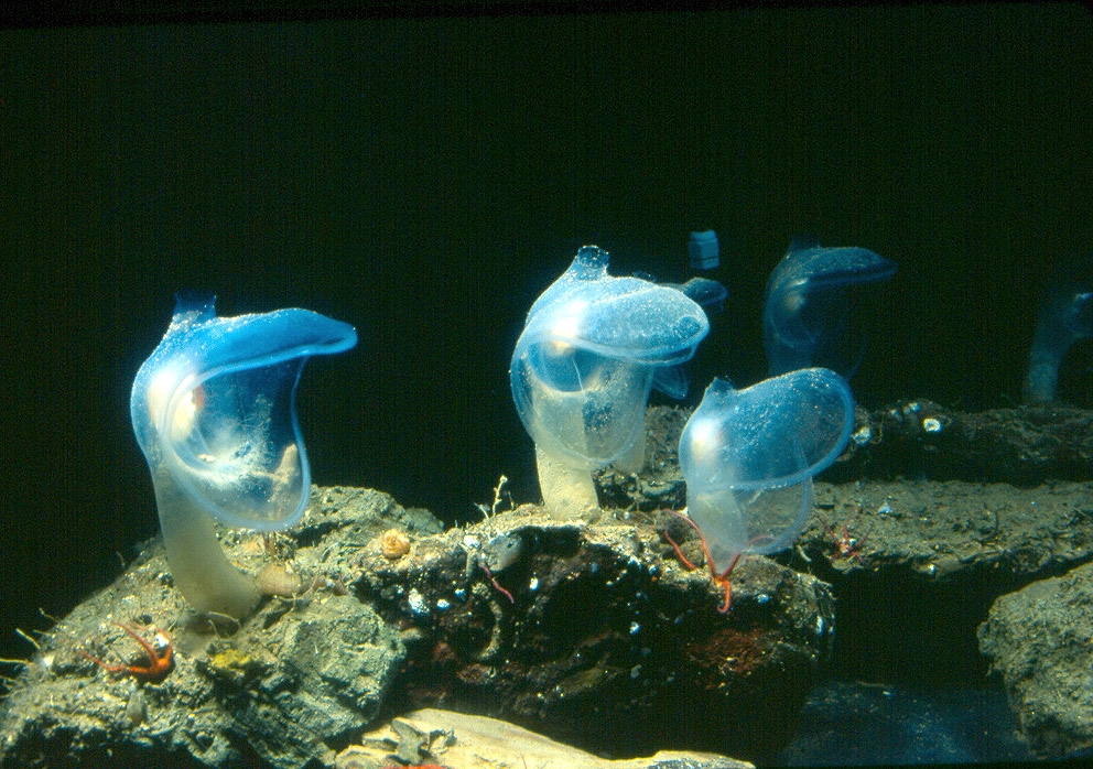8 of the Coolest Inhabitants of the Mariana Trench