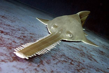 Florida Man Hooks and Releases Rare Sawfish