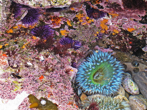 5 of the Coolest Tide Pool Creatures - Awesome Ocean