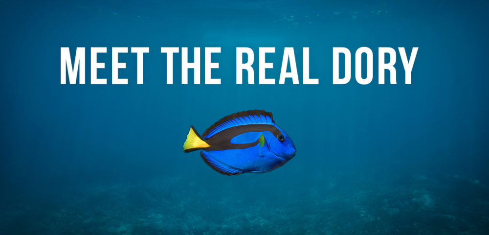 SeaWorld Is Leading The Effort To Save Dory