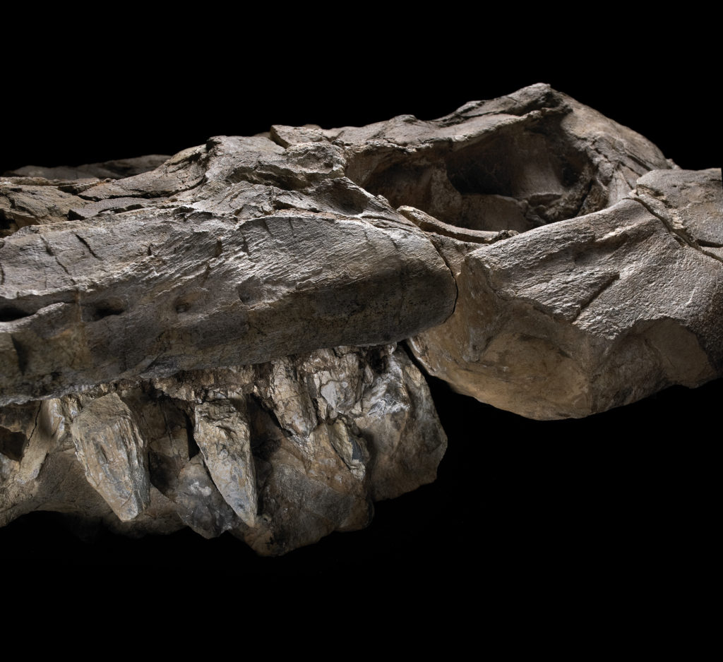 Unearthed: The Sharp-Toothed, T-Rex of the Sea