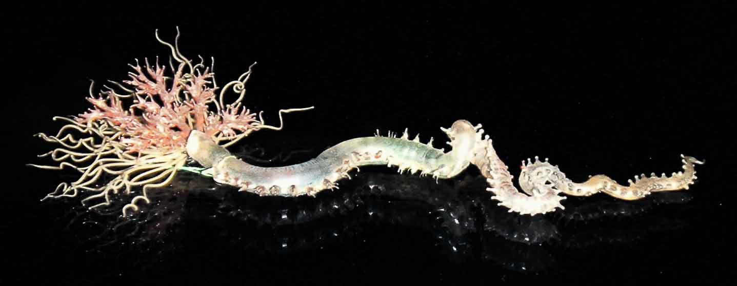 These Sea Creatures Made Out Of Glass Will Blow Your Mind