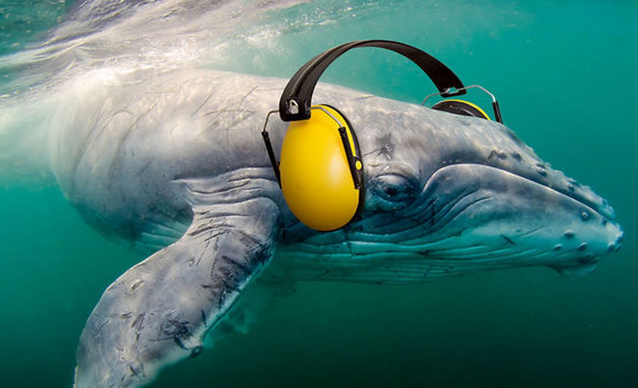 Noise - The New Menace of the Oceans