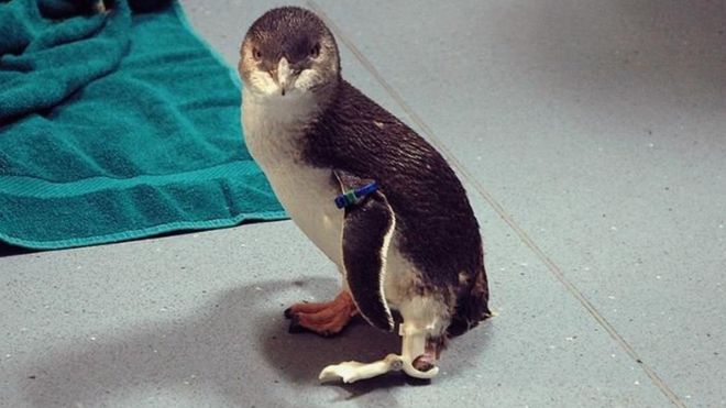 Penguin Amputee Gets New Foot - His Story Will Brighten Your Day