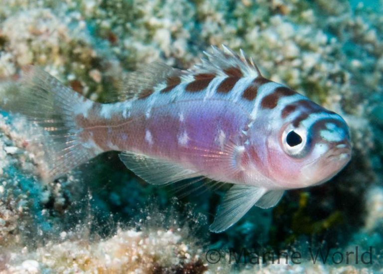 This Cooperative Fish Can Change Gender 20 Times A Day, But Strangely ...