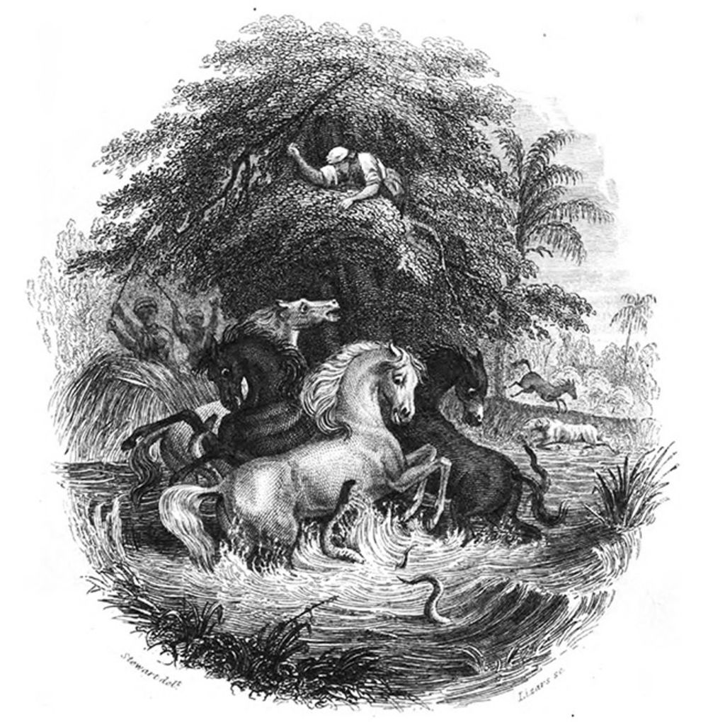 This Electric Eel Behavior Will Shock You