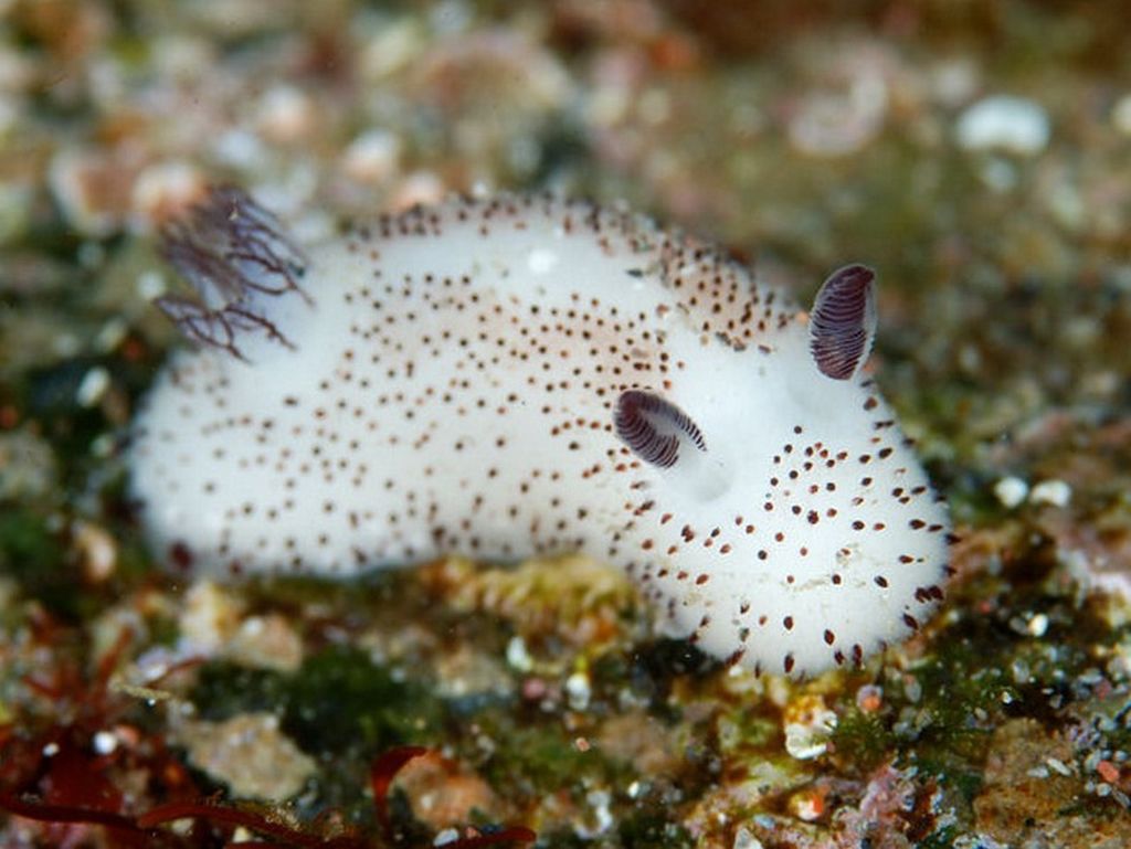 Tiny Sea Critters that Will Melt Your Heart