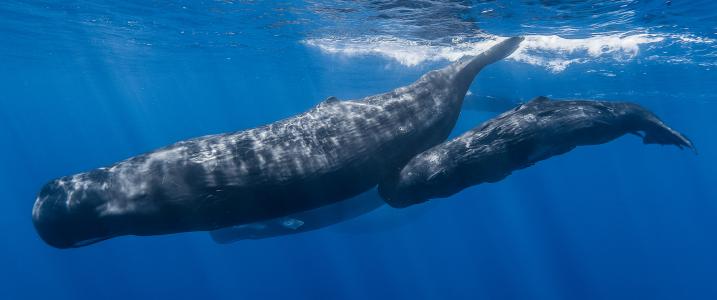 Introducing the Mother of All Sperm Whales