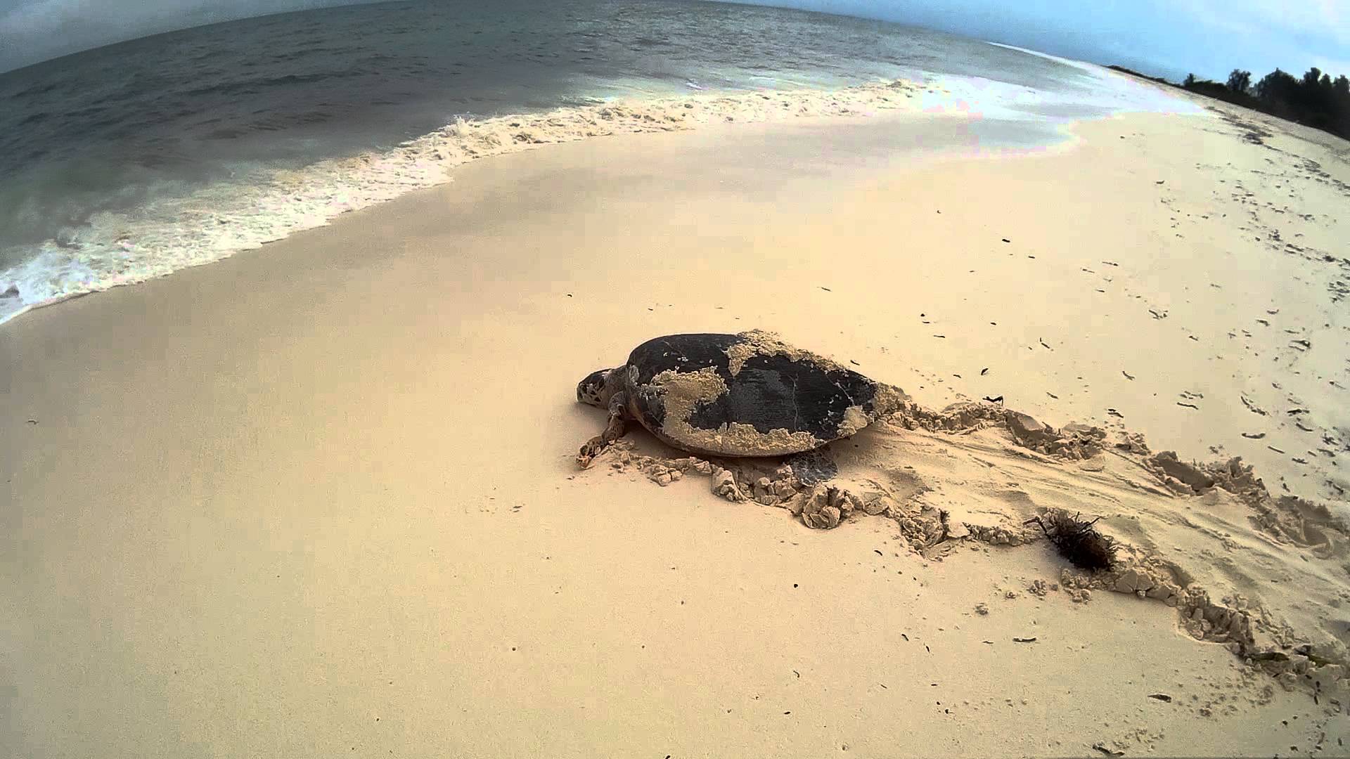 How Your Sandcastle Could Pose a Deadly Threat to Sea Turtles