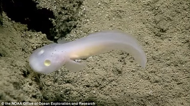 Specter of the Deep: Scientists Discover A Ghost Fish