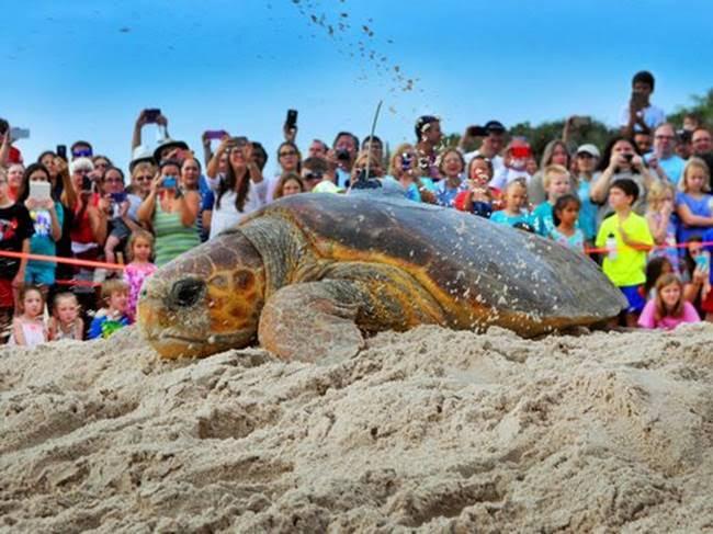 Saving Sea Turtles: All Hands On Deck