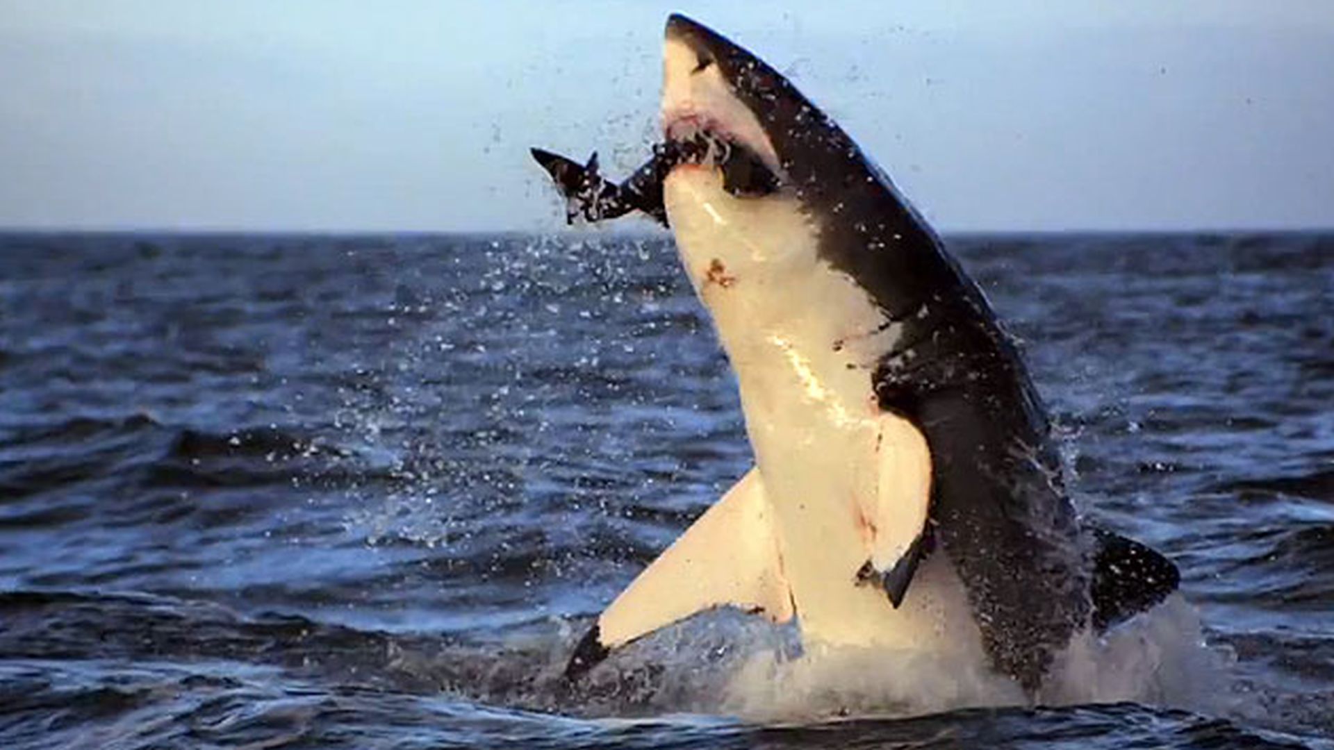 Great White Shark Jumping Out Of Water At Seal