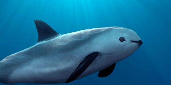 There Are Only 60 of These Adorable Creatures Left on Earth