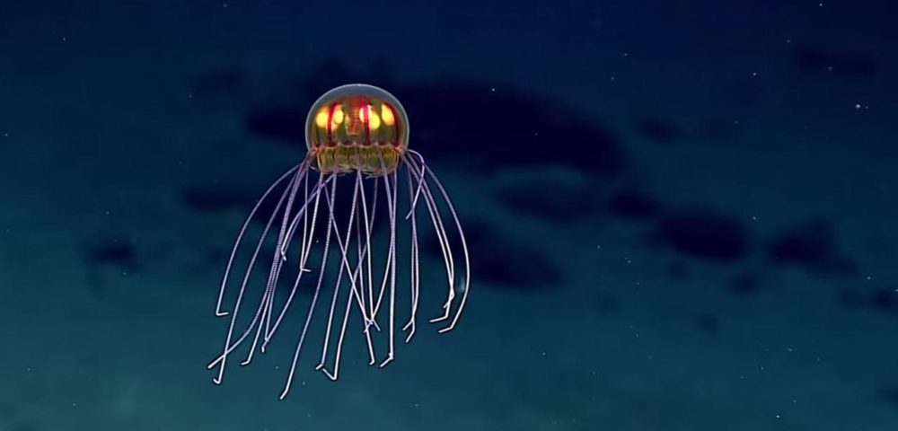 Mariana Trench There's A Deeper Fish In The Sea | University Of