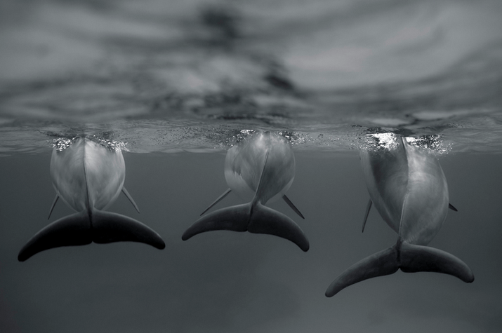 Want to See Breathtaking Underwater Photos of Marine Wildlife?