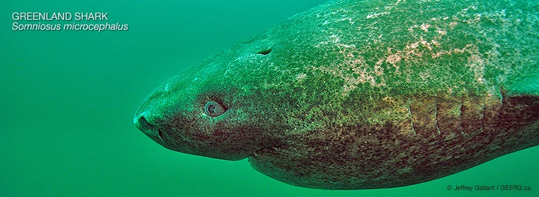 These Sharks Go Slow, Breed Late, and Live for Hundreds of Years