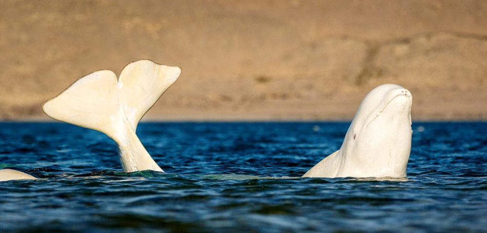 This Brawny Beluga Gives A Whole New Meaning to ‘Muscle Beach’