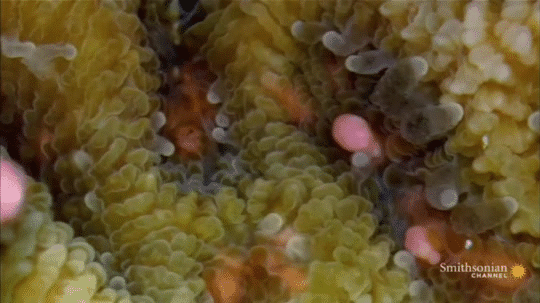 Sex in the Sea: Corals Do It by Moonlight