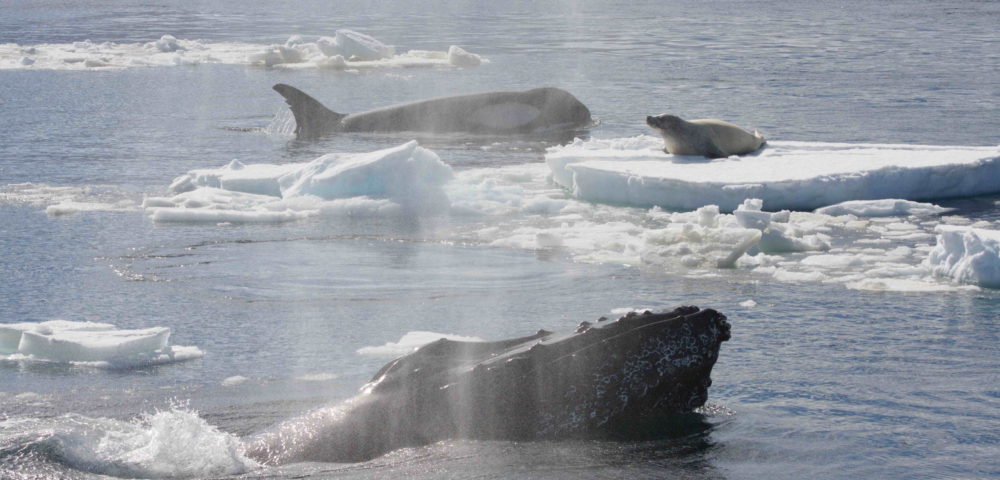 Humpback Whales Are Saving Other Animals From Orca Attacks