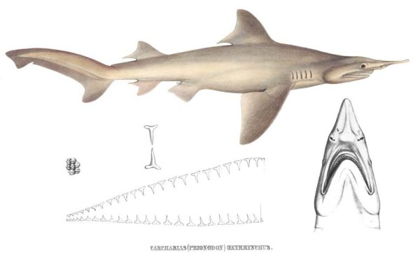 Can We Save The Daggernose Shark Before It's Too Late?