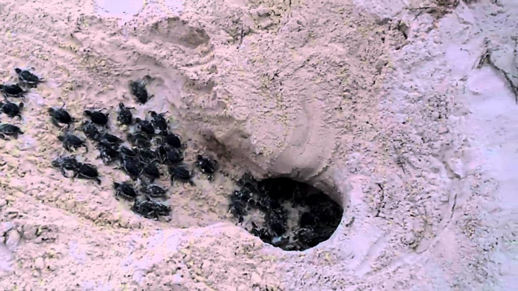 How to Give These 3 Baby Sea Turtles Some TLC