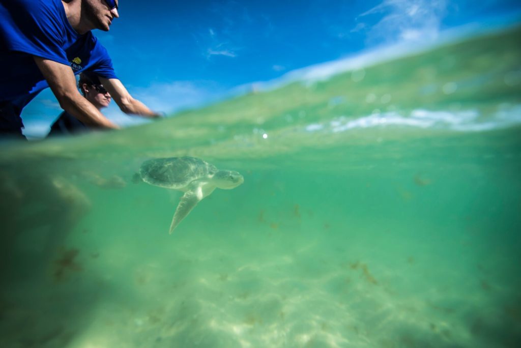 Two of the World's Most Endangered Sea Turtles Are Back at Sea