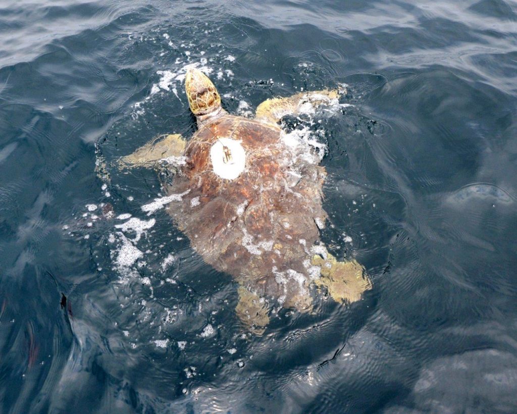 Thanks to SeaWorld, 15 Turtles Are in the Wild for the First Time