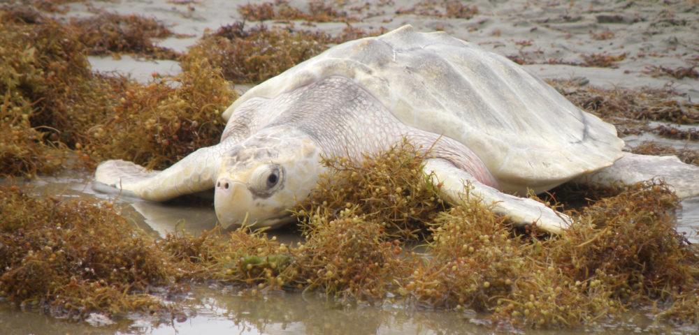 Two of the World's Most Endangered Sea Turtles Are Back at Sea