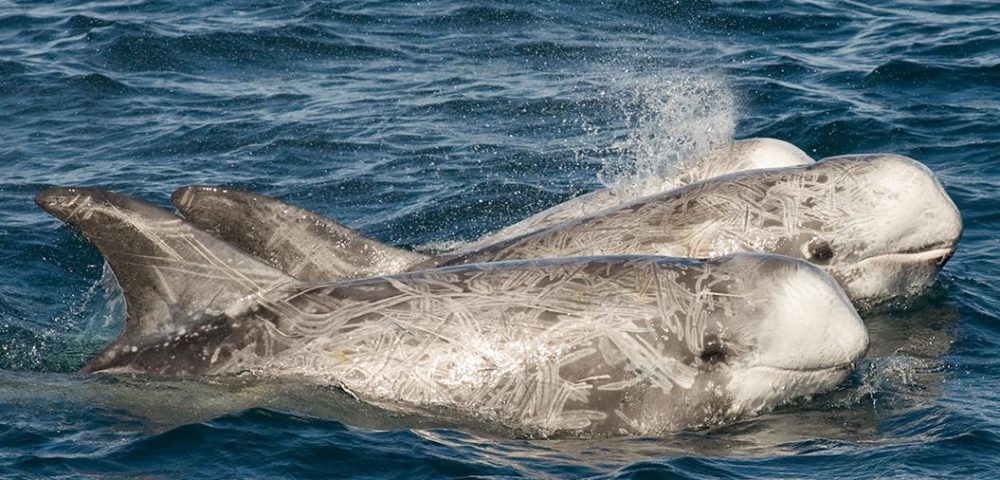 Finally, Rare Footage Captures Elusive Risso's Dolphin