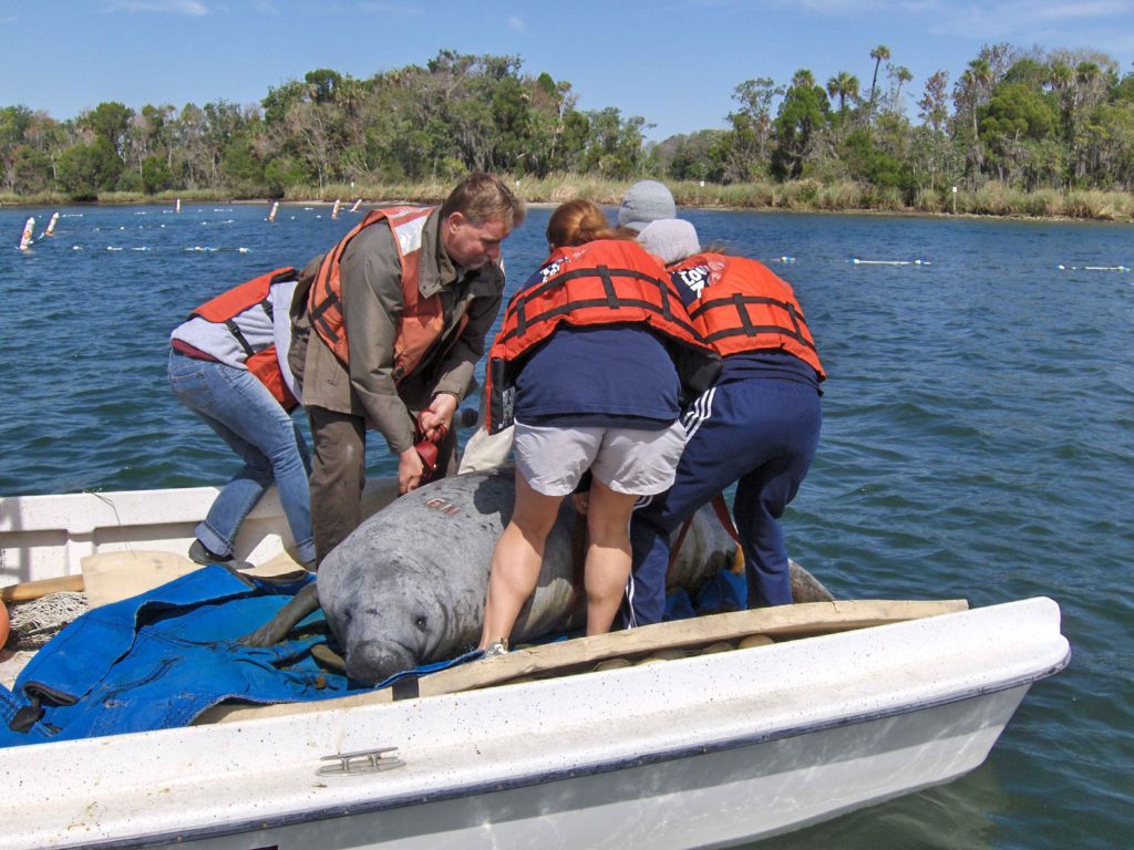 Miami Seaquarium Makes Room For Mauled Manatee
