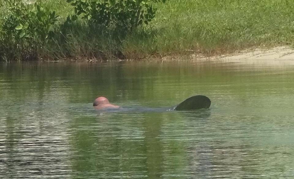 A Moron Rides To Jail After Riding A Manatee