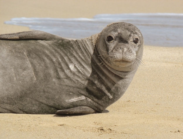 A Tale Of Two Species: The Monk Seal And Green Sea Turtle