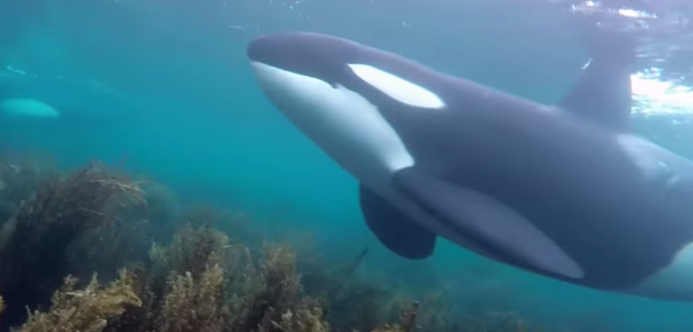 Diver Captures Amazing Footage Of Feeding Orcas