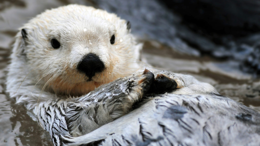 4 Things You Oughta Know About Southern Sea Otters